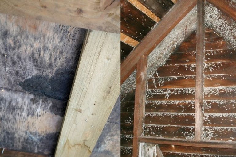 White Mold In Your Home: Is It Dangerous & How To Remove It! - Making ...